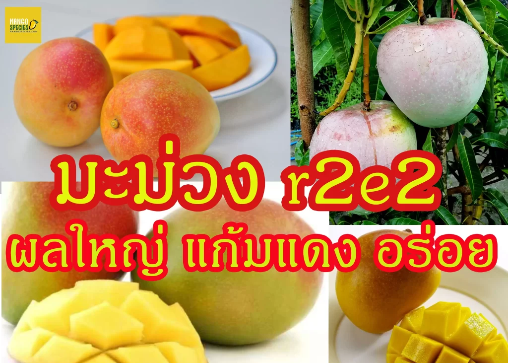 มะม่วง R2E2 มะม่วงทรงกลมจากออสเตรเลีย รสชาติหวาน