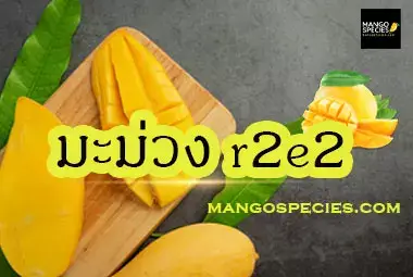 มะม่วง R2E2 มะม่วงทรงกลมจากออสเตรเลีย รสชาติหวาน